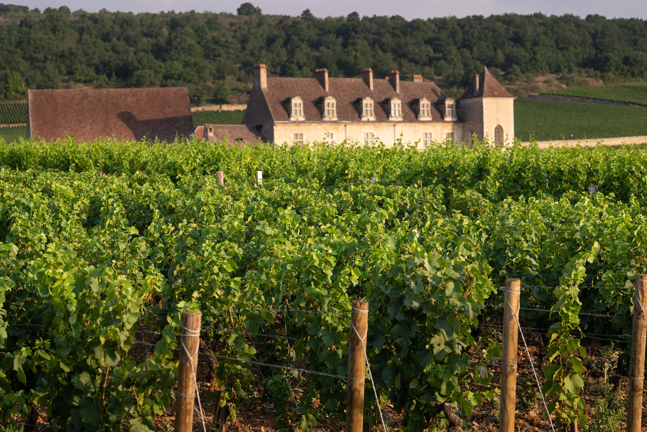 Domaine Evenstad welcomes you to the heart of the Burgundy wine region